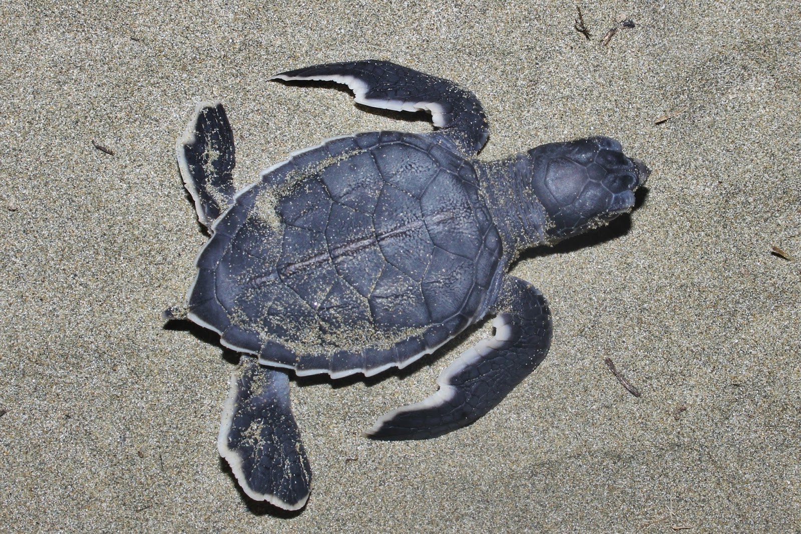 Ερπετά και αμφίβια της Κύπρου - Reptiles and amphibians of Cyprus by ...