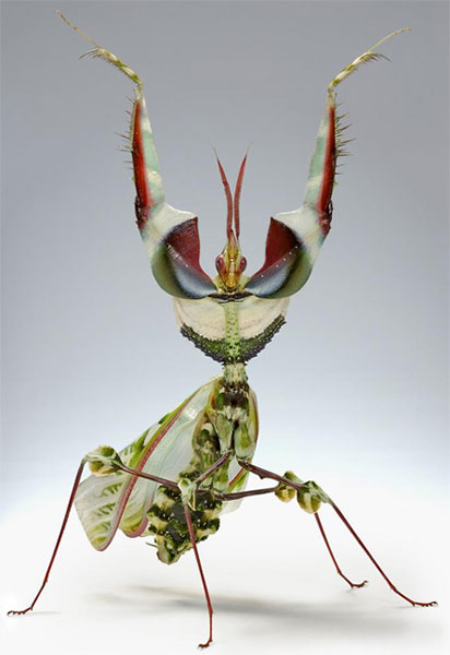 King of Mantis.(10 Pictures)