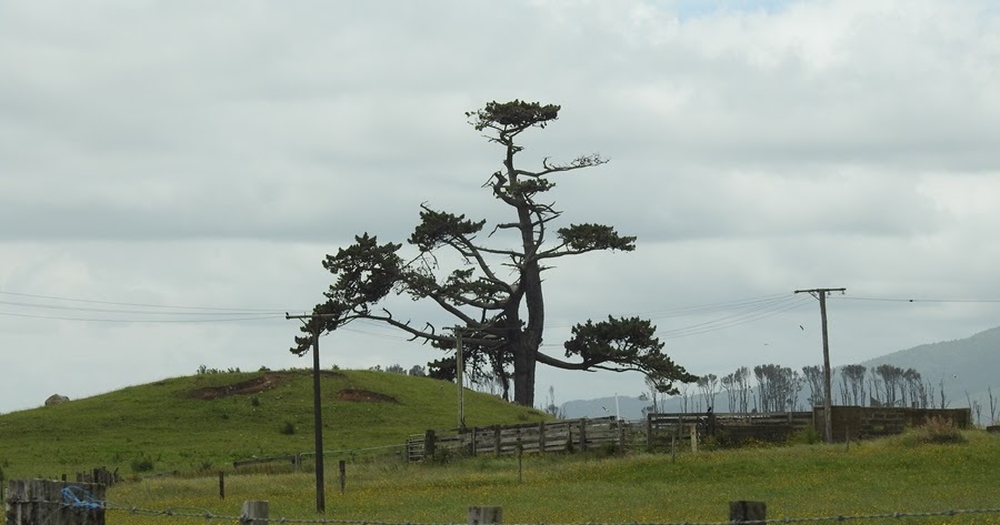 photographing New Zealand: trees