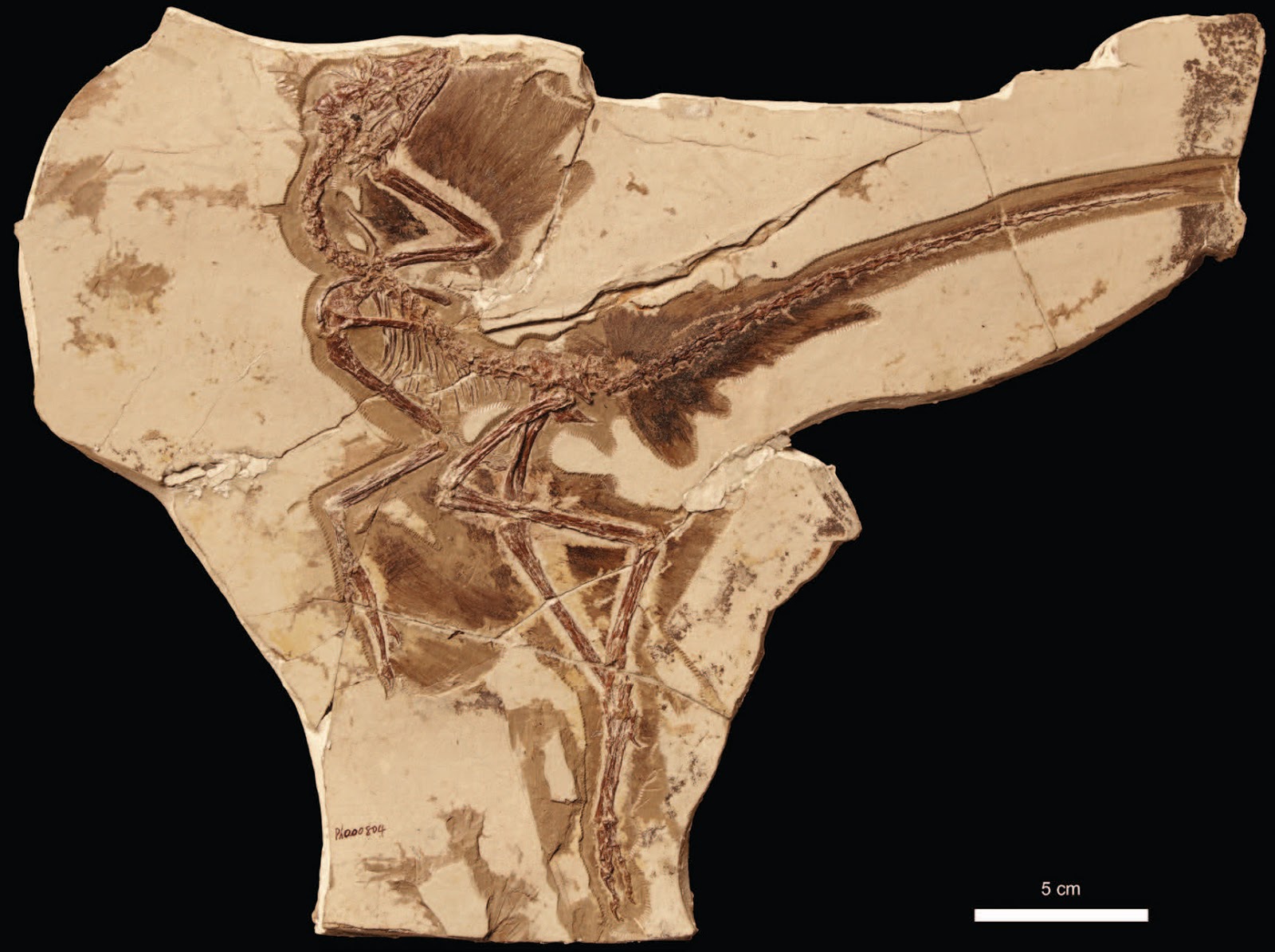 Waxing Paleontological: Nearly Birds