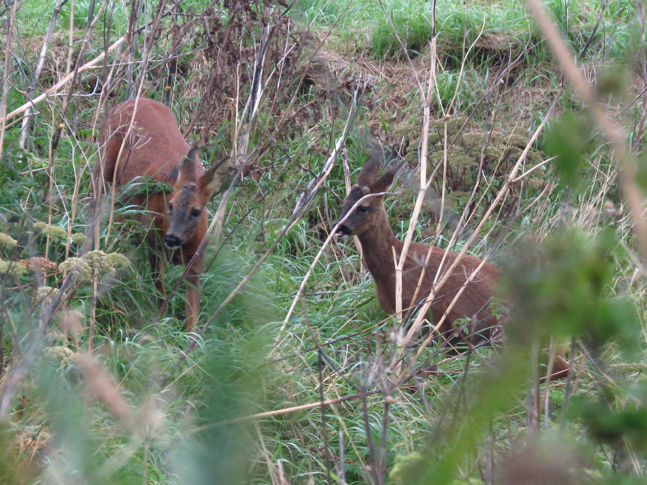 Wild at Hull: River Hull. Stage 14. Skerne Wetlands