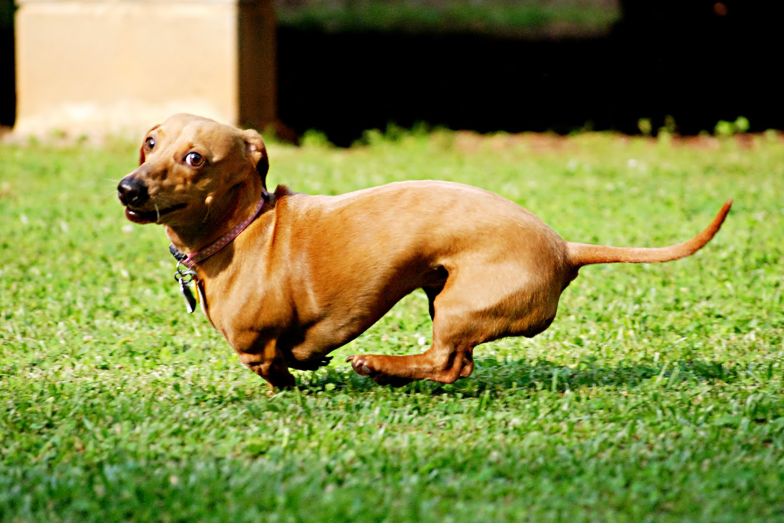 We 3 Doxies: And Ya'll Thought I was a Doxie