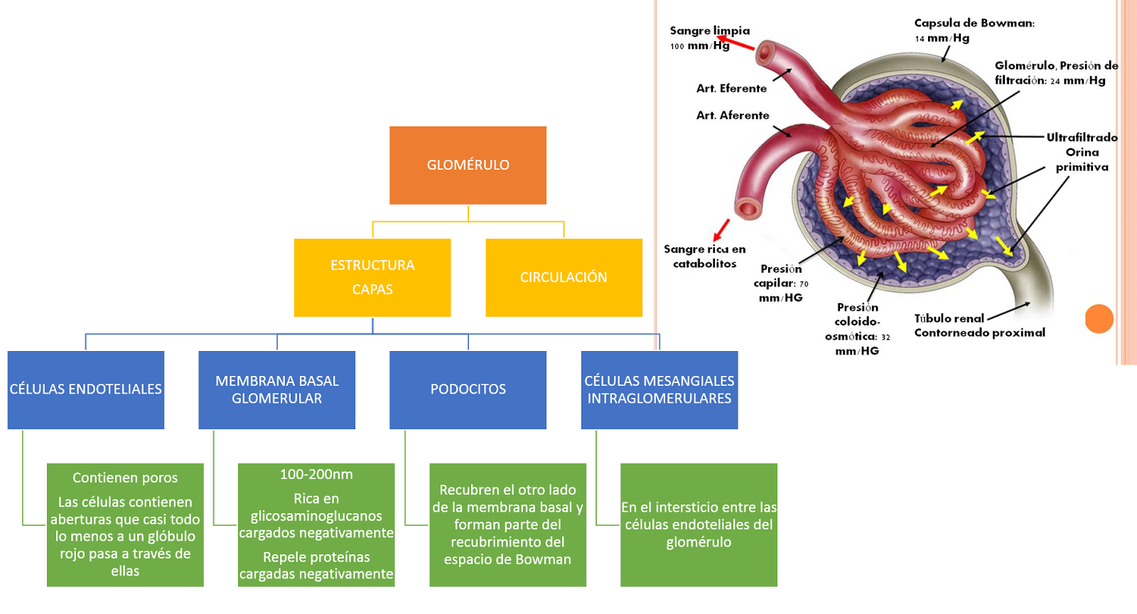 BLOG DE FISIOLOGÍA BÁSICA DE HEYDI CAROLINA ARTALEJO GASTELUM: Glomérulo