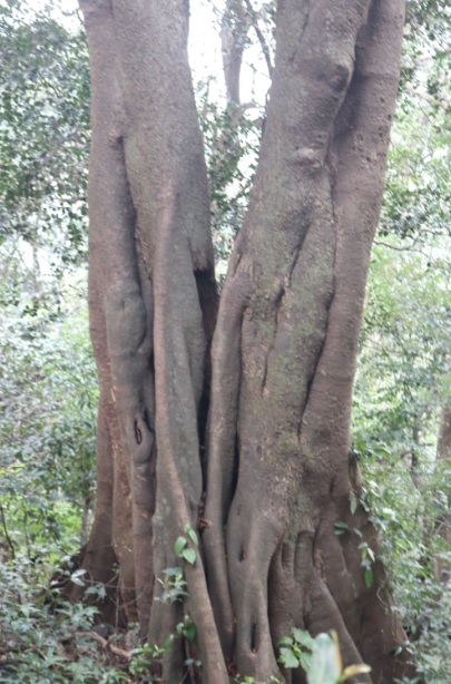 18. Ficus nervosa