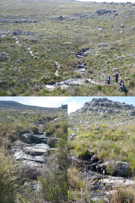 Hiking up Table Mountain and in Silvermine