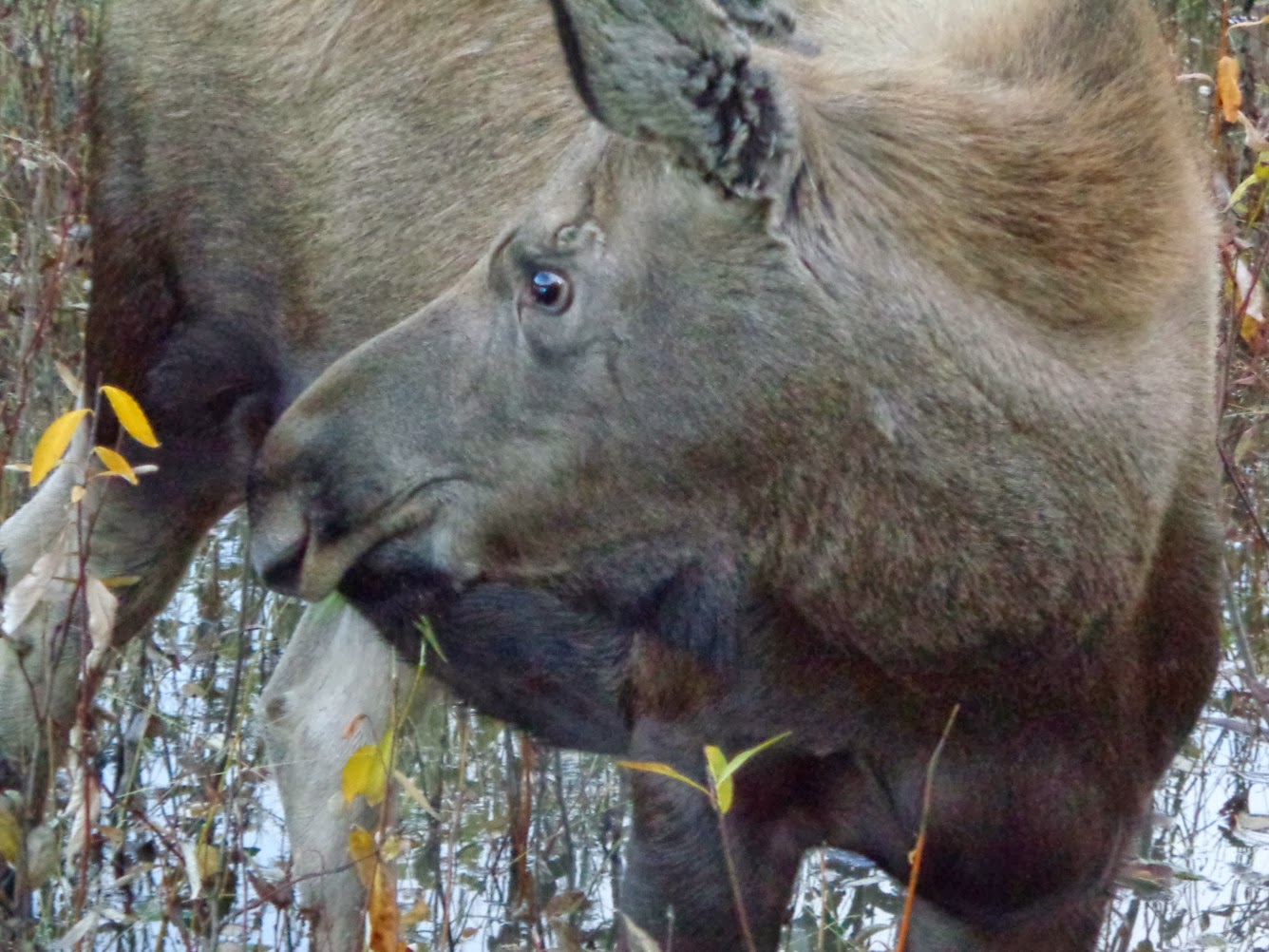 The Show and Tell Nature Blog: Chasing Some New Vagrants