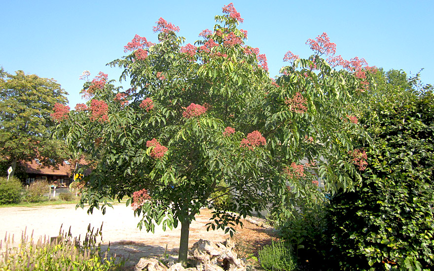 TETRADIUM DANIELLI - Árvore da Abelha