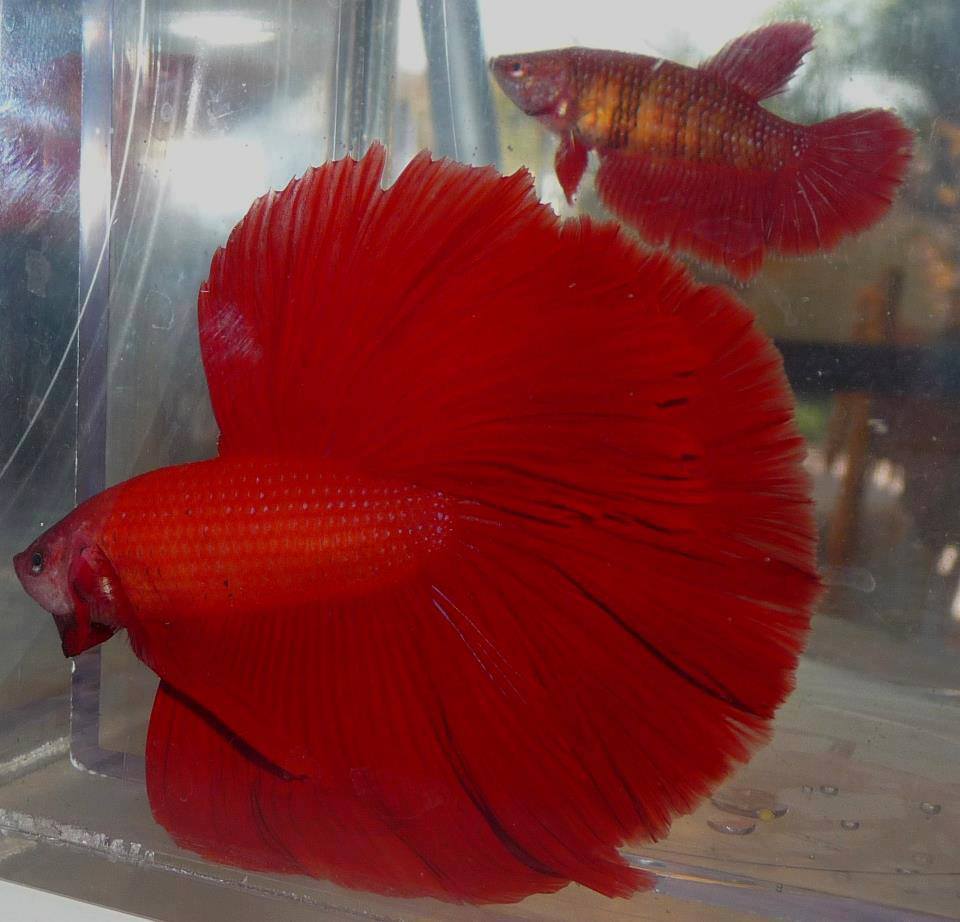 Betta Splendens: Les plus belles photos de bettas: Mai 2013