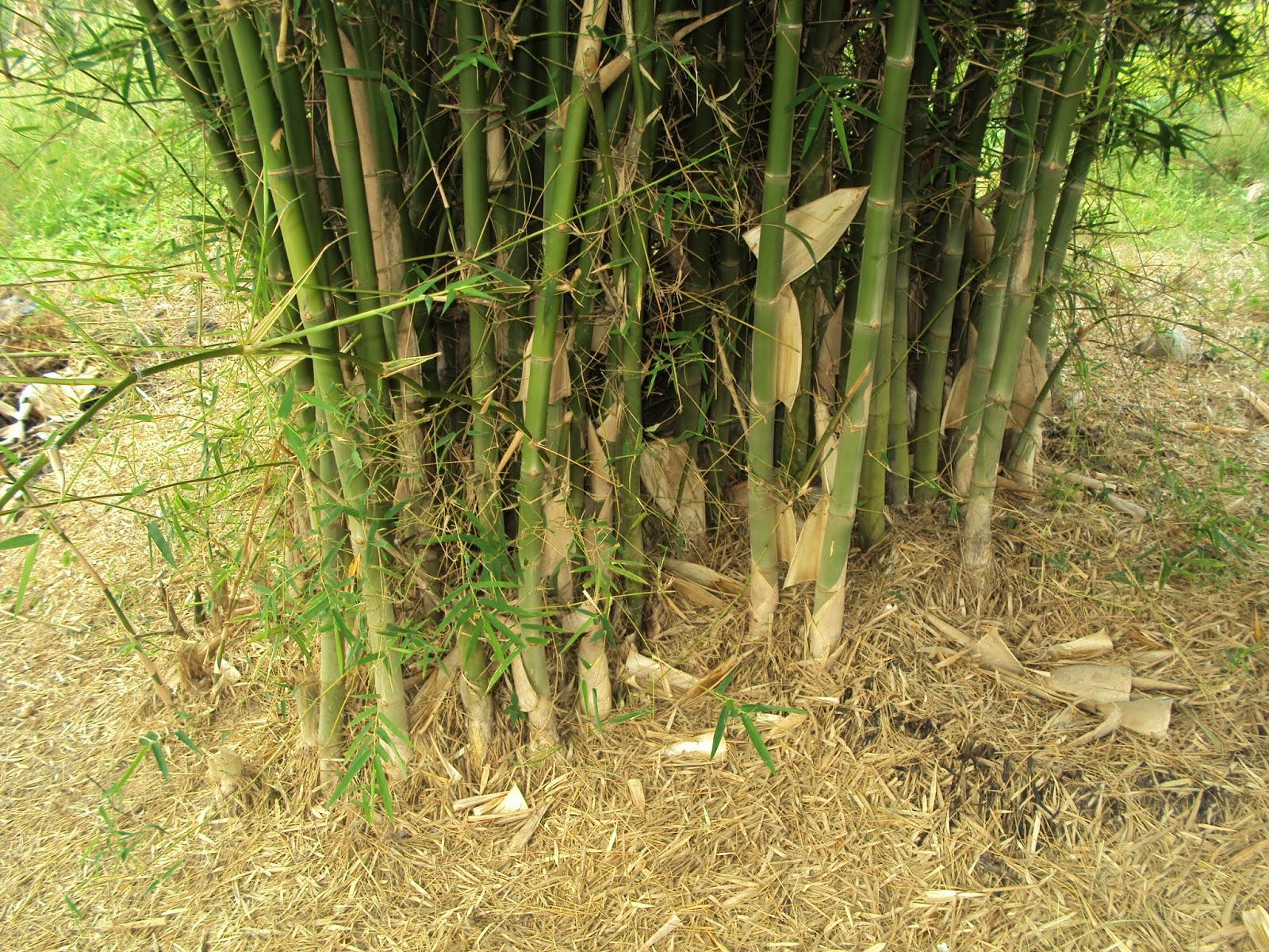 Hang Kebun: BULUH MADU