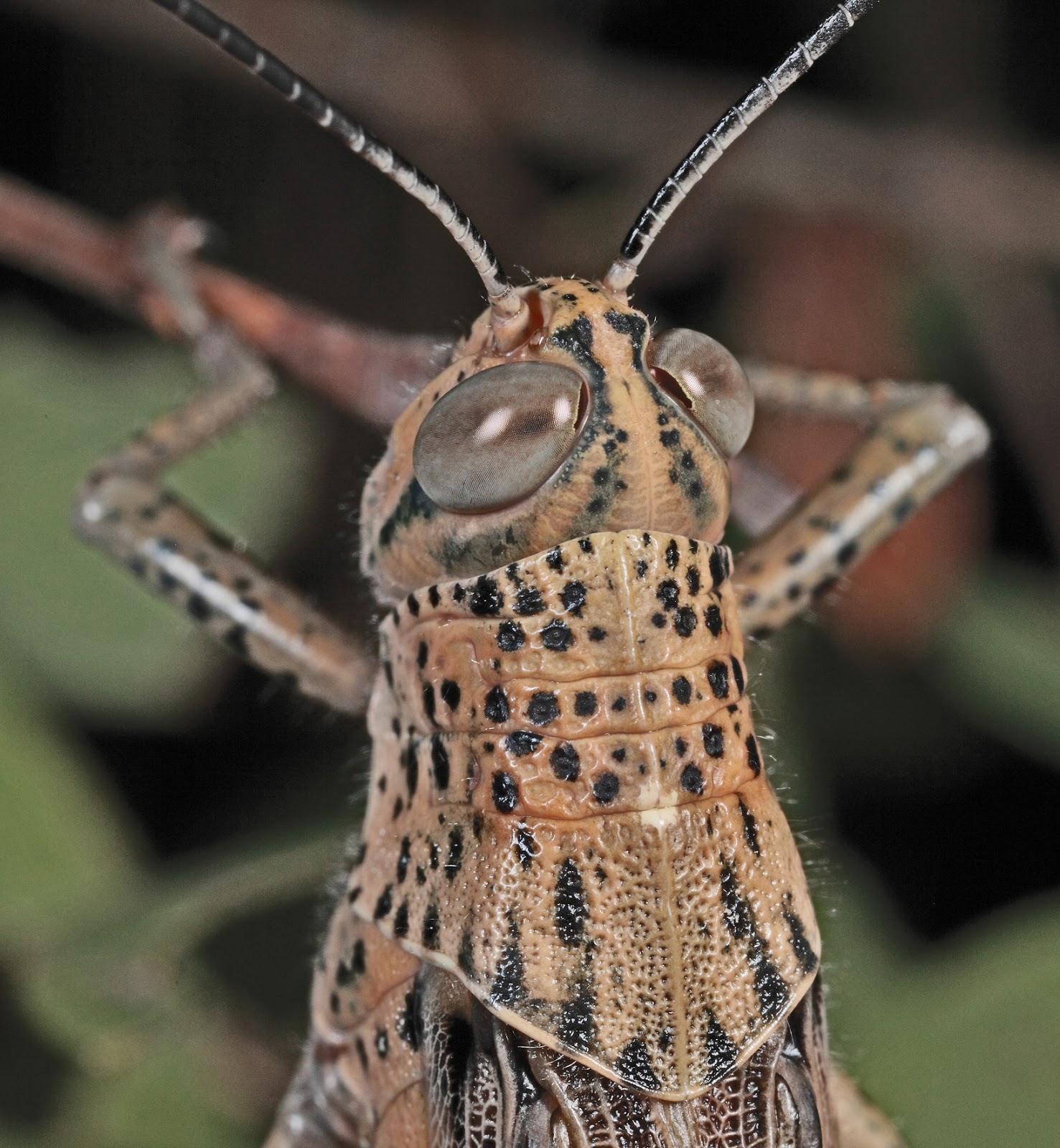 BunyipCo: April 2013