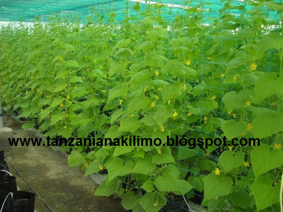 KILIMO BORA CHA MATANGO - TANZANIA NA KILIMO