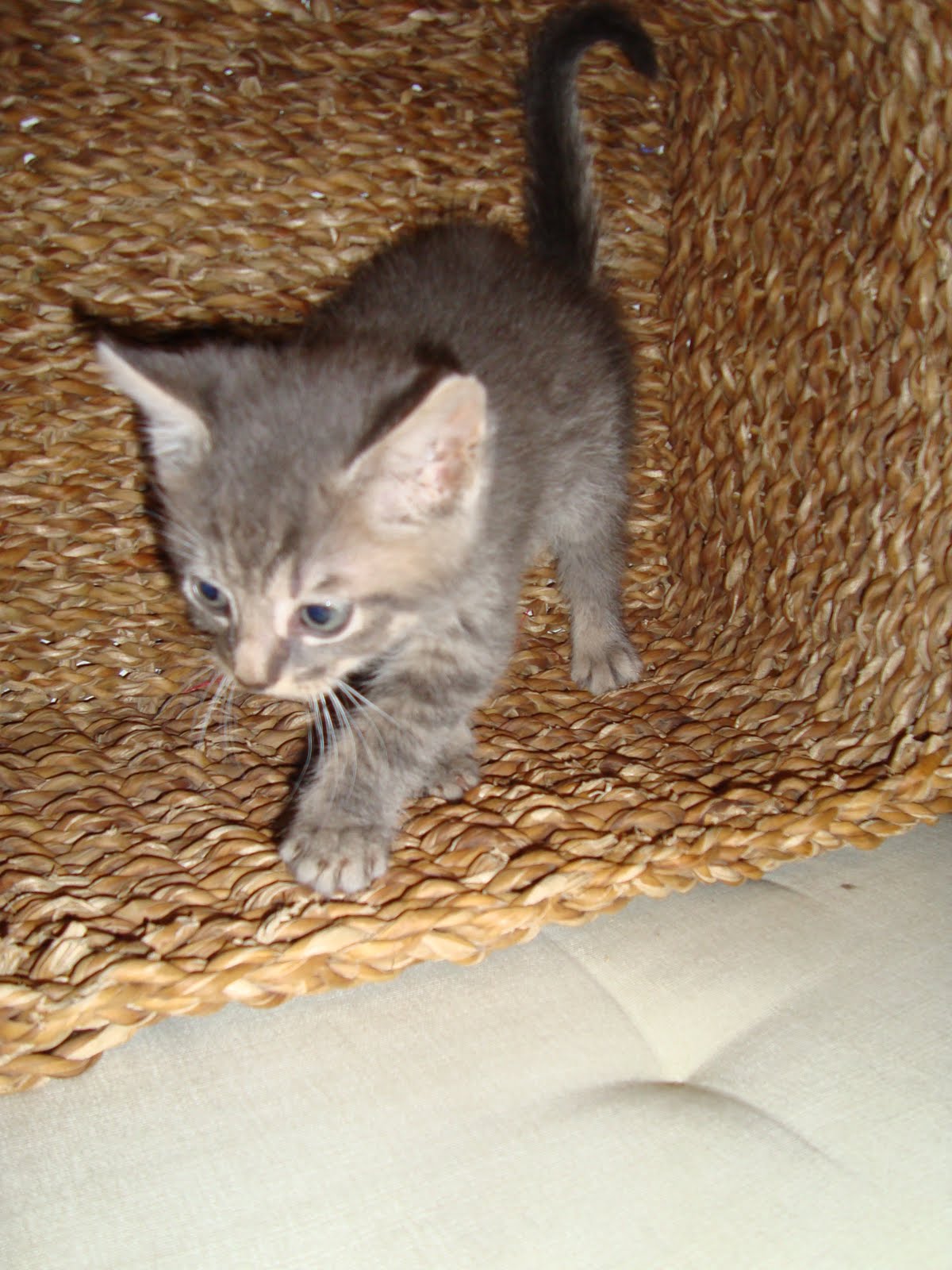 Kattekillinger til salg