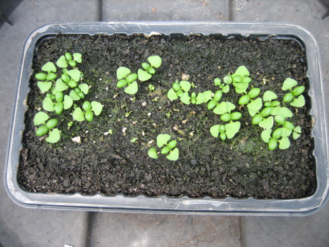 Seed to Feed Me: HOW TO GROW BASIL