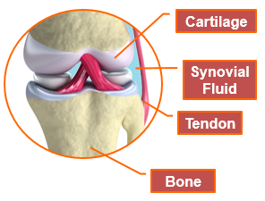 PHHP Online Marketing - PHHP Phyto Products: PHHP PhytoFlex ...