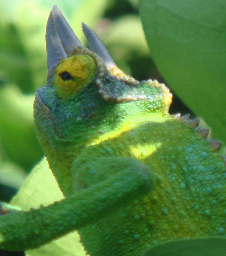 OBSERVATIONS WORKSHOP: BEYOND LIZARD BRAIN