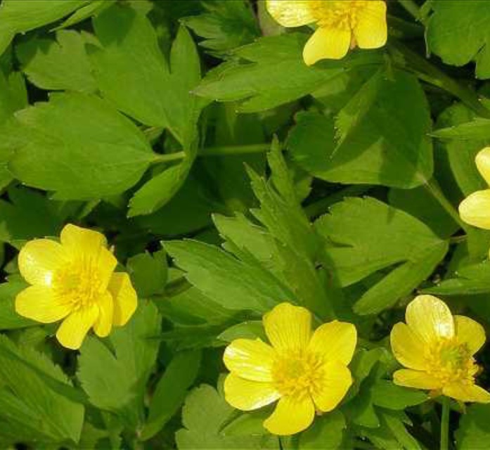Plant Database: Ranunculus repens