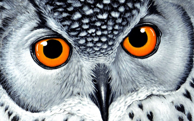 Intelligent Clever Smart Owl and Its Use in Black Magic | Education and ...
