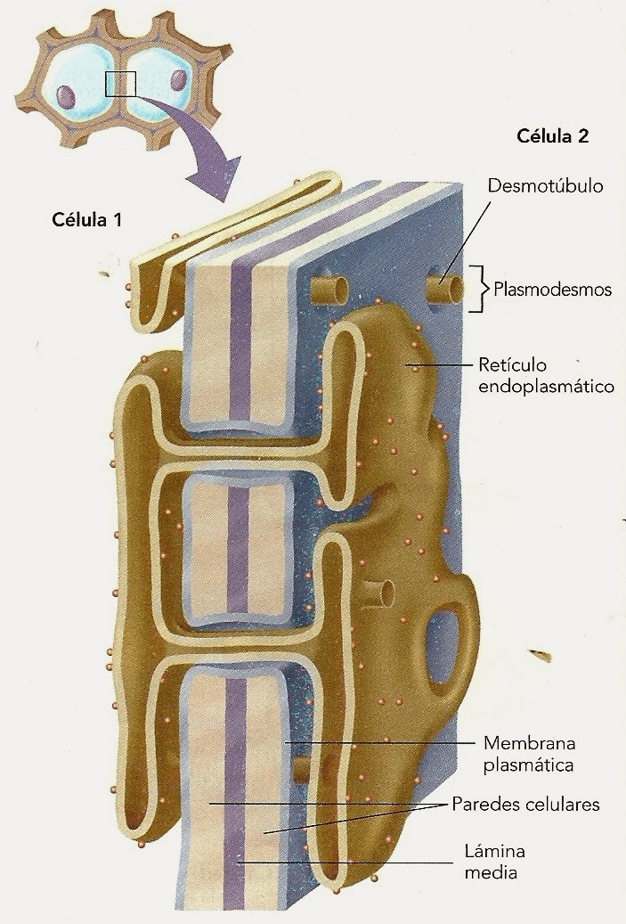 Apuntes de Fisiología Vegetal: Puntuaciones y plasmodesmos