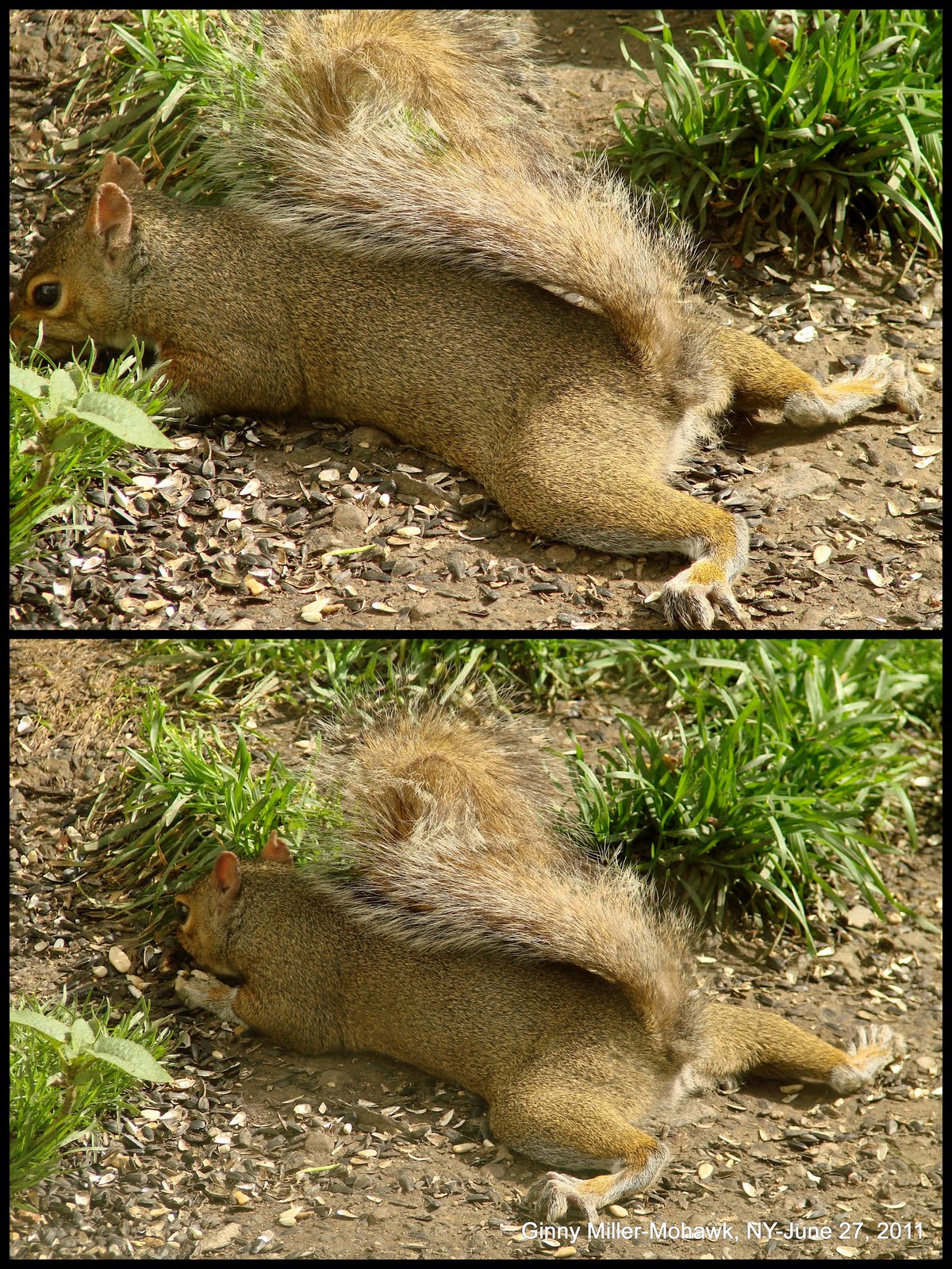Photography By Ginny: June 26th-27th-2011-Birds-Woodchuck-Deer-Skunks