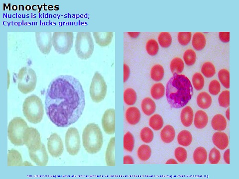 Biopedia: Practicals