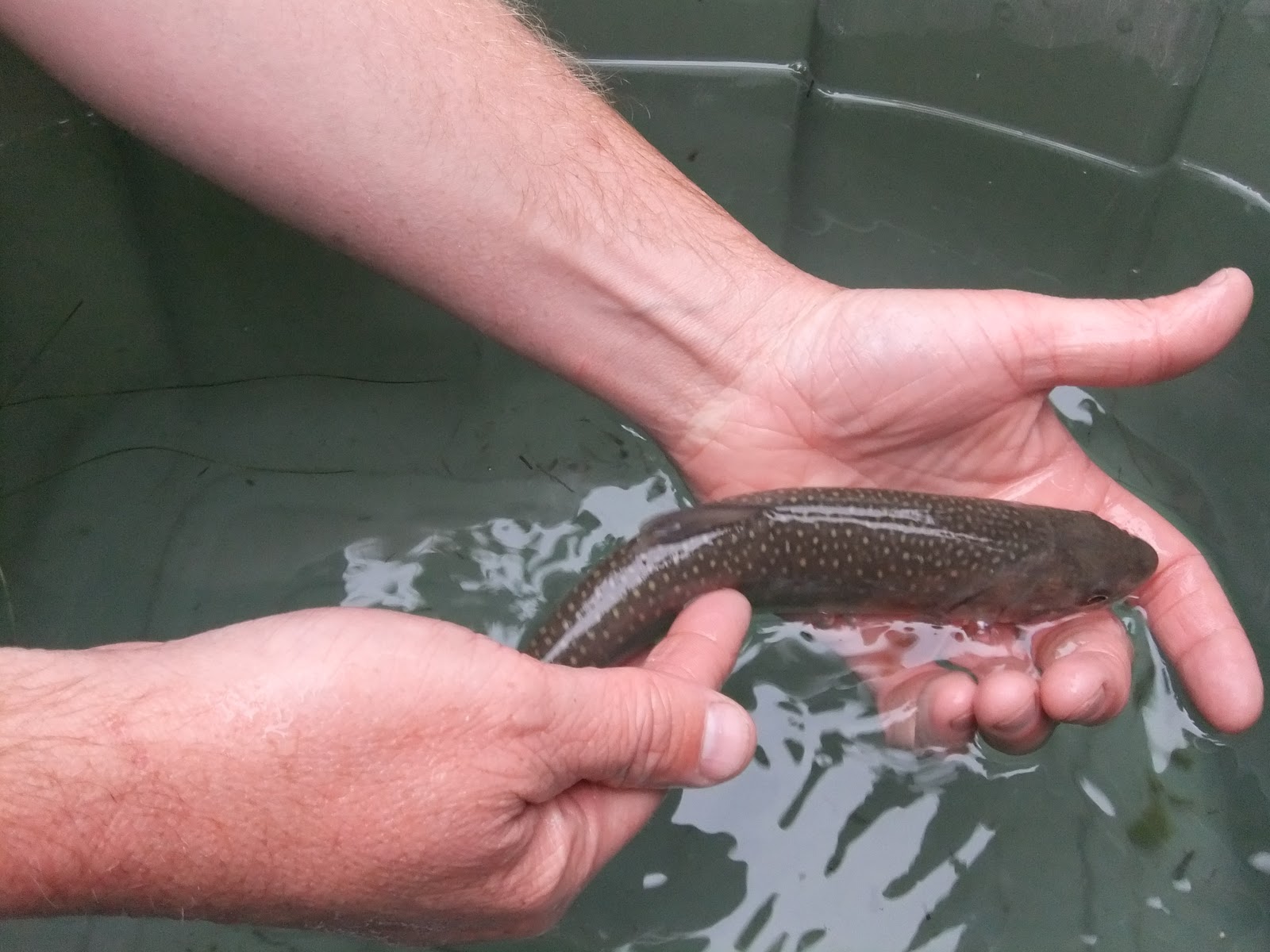 The Elusive Guanaco: Fish Rescue!