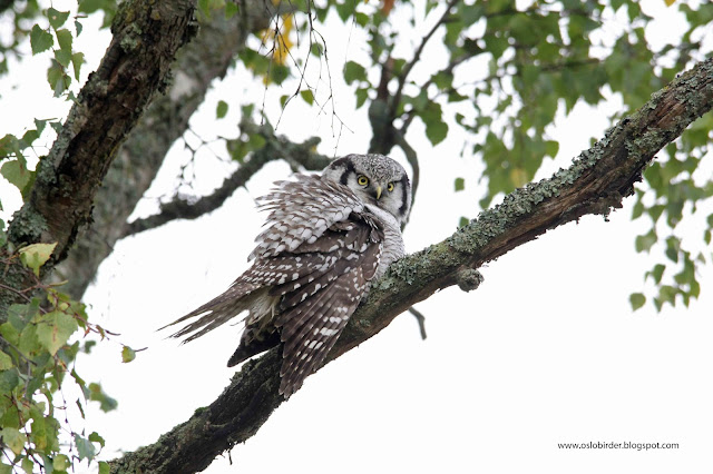 A Bad dose of Hawkie | Focusing on Wildlife