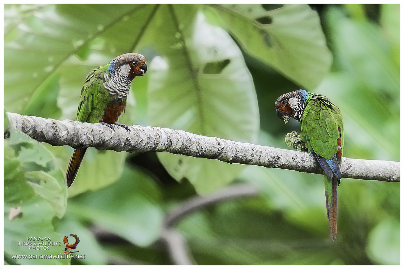 Azuero's Painted Parakeet (Pyrrhura eisenmanni)