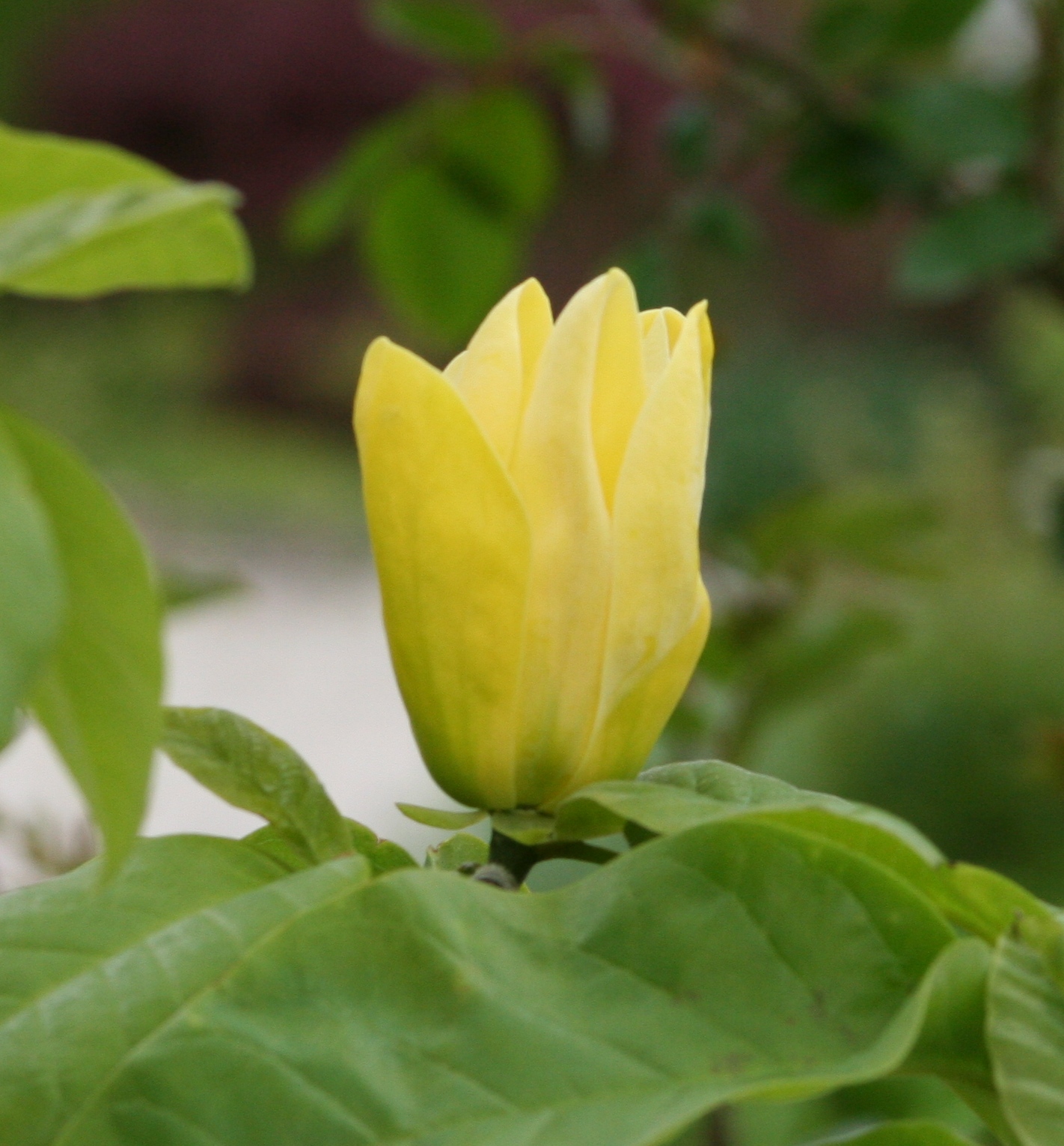 Our Garden Journal: Another Magnificent Magnolia: Yellow Bird