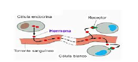 AYUDA PARA EL ESTUDIANTE: Comunicación Celular I (emisor, mensaje ...