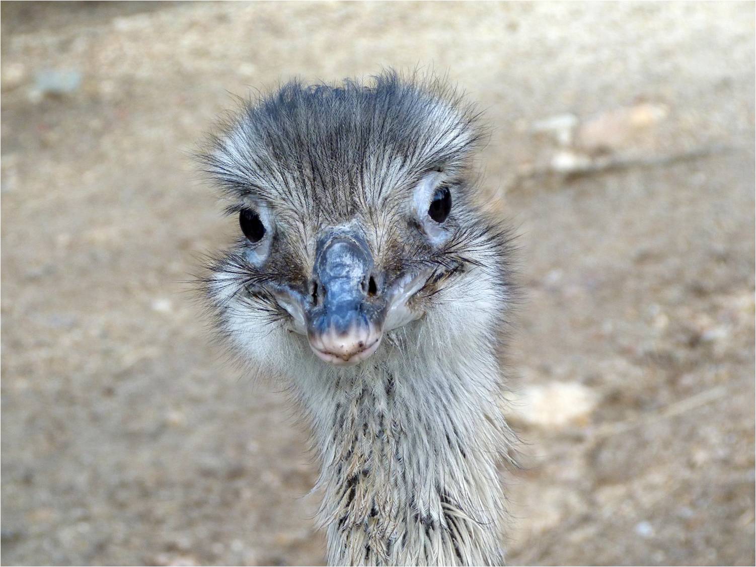 Beasts in a Populous City: The Greater Rhea Photo Series