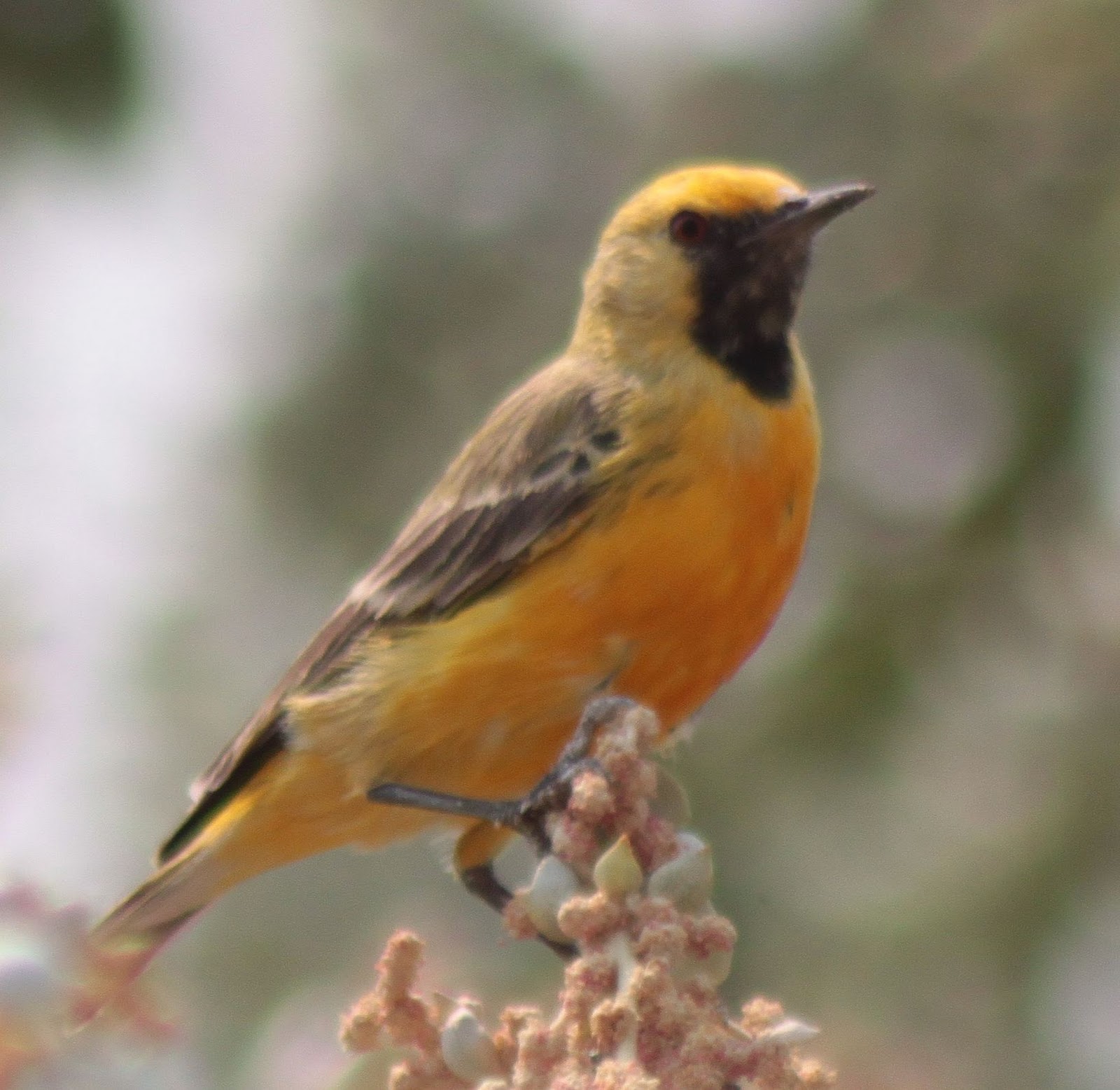 Richard Waring's Birds of Australia: A wonderfully accommodating Orange ...