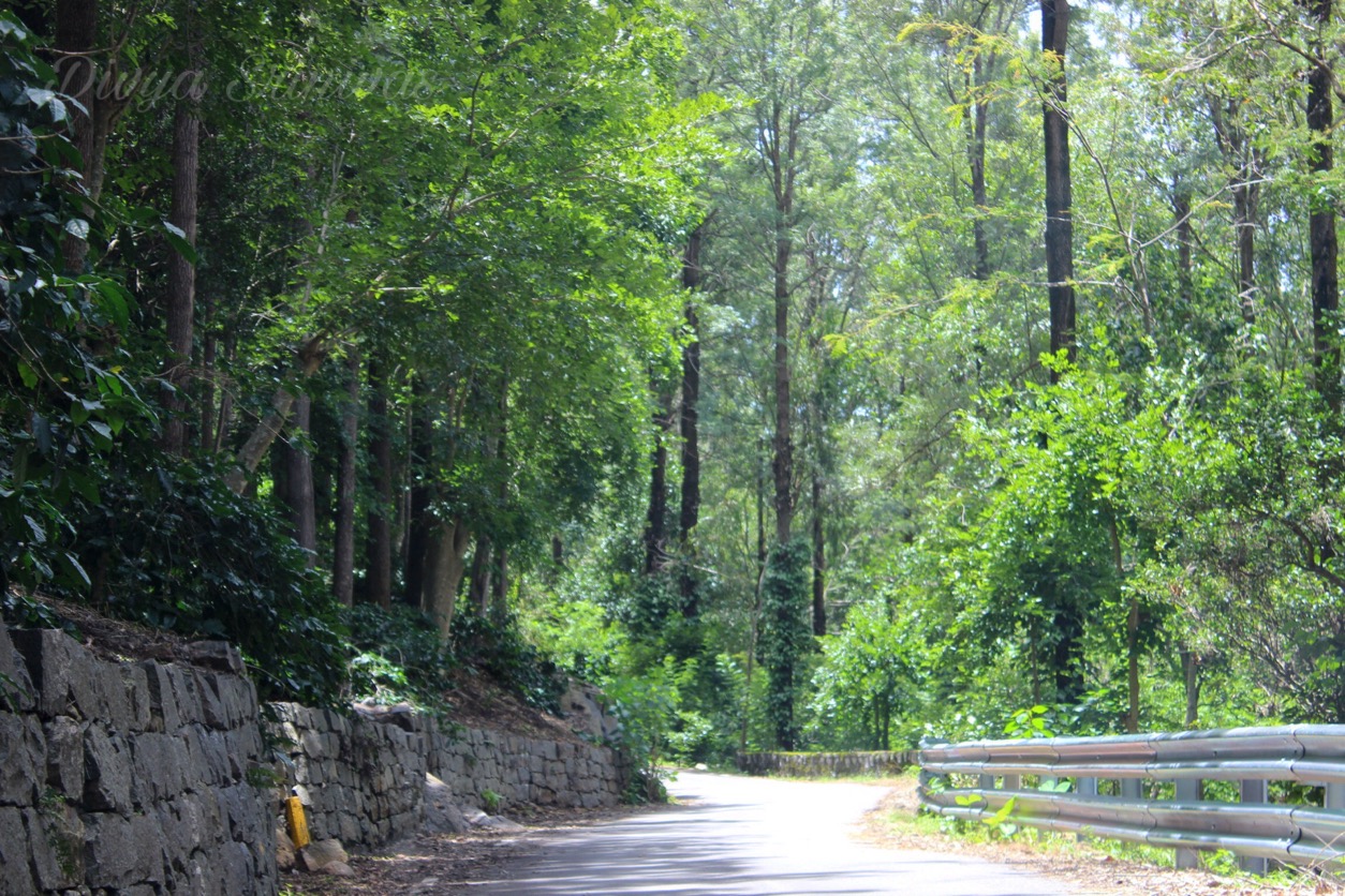 32 Kilometers of Ecstasy and Excitement - 32-KM Loop Road, Yercaud ...