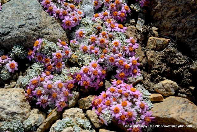 Trekking and Photography in the Himalaya: Ladakh Flora I