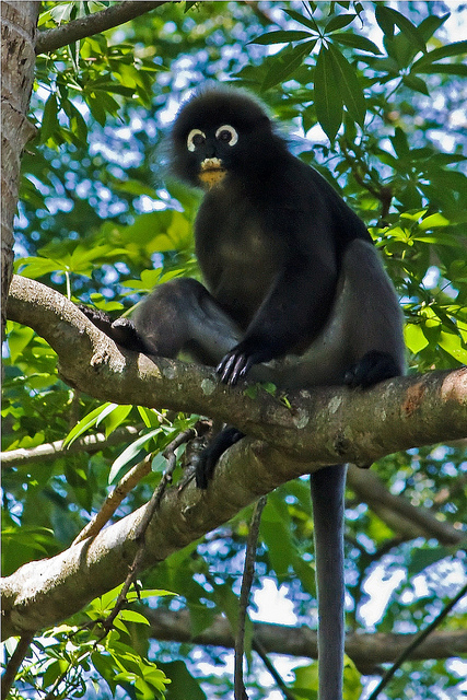 Steps In The Colors of Life : Pudina's Life: Lutung Dan Siamang