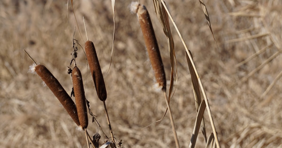 Plantas de Huerta Otea, Salamanca: Totora, junco de esteras, espadaña ...