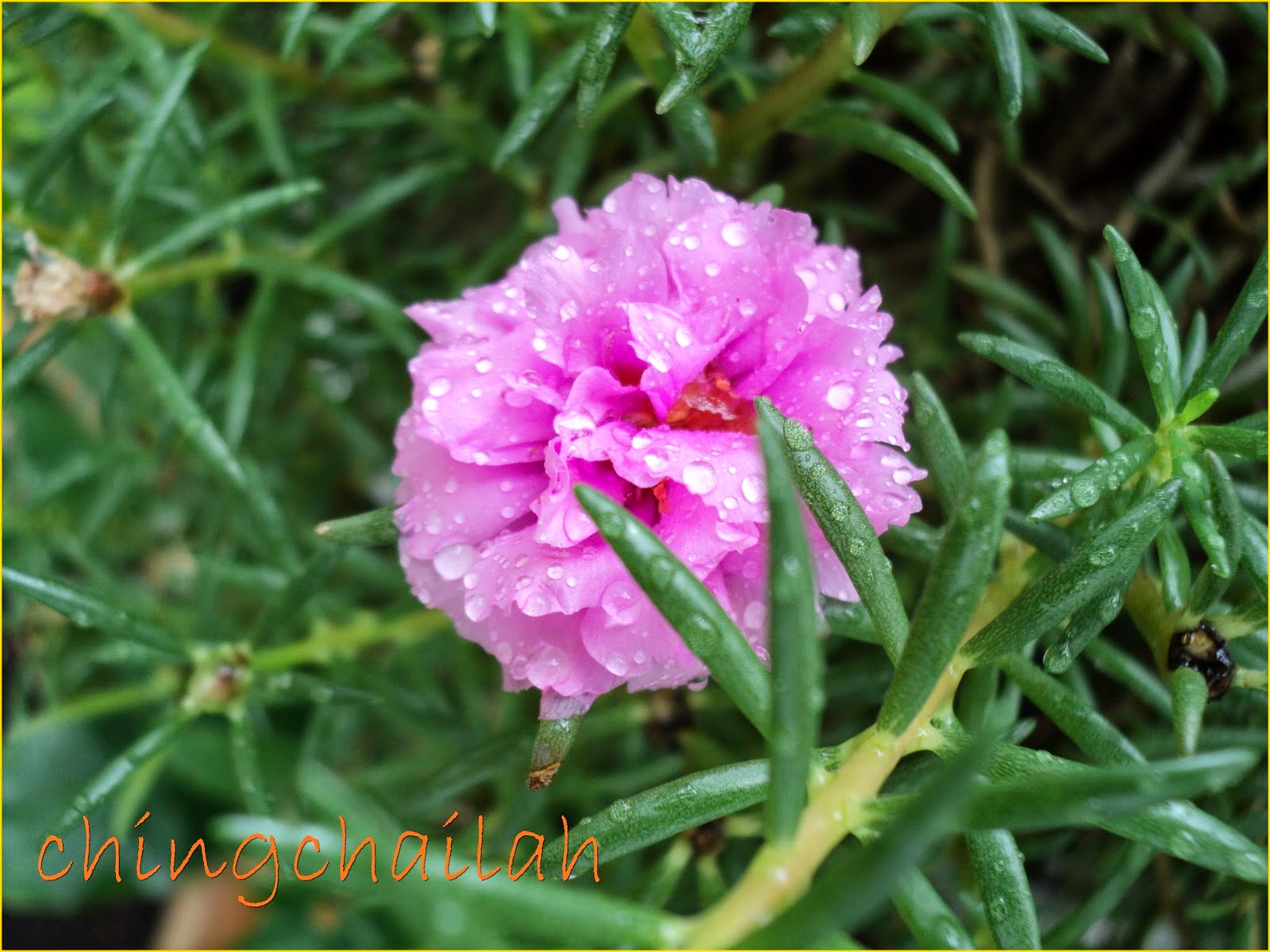 Simple Living In Nancy: JAPANESE ROSES OR PORTULACA GRANDIFLORA HYBRID ...