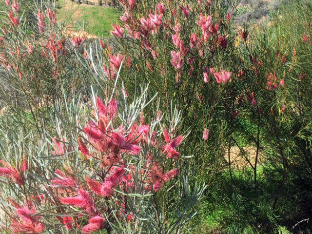A Passion for Flowers: In the Field: Emu Tree