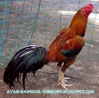 29+ Gambar Ayam Jago Siam