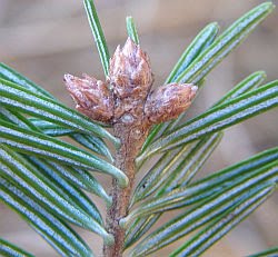 Abies alba, Abeto : El Mundo y sus Plantas