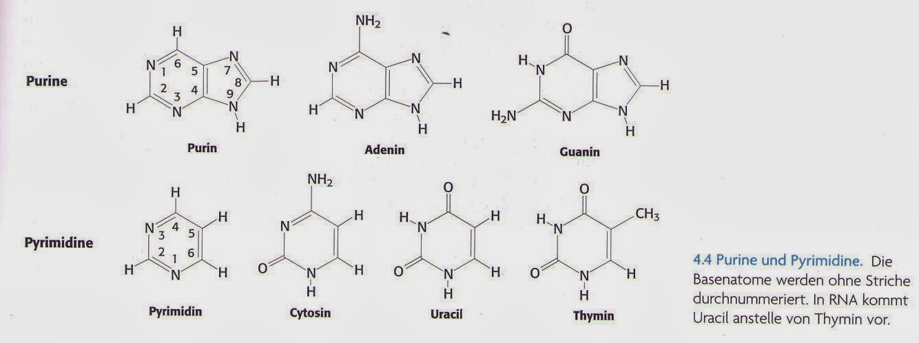 Allgemeines über die DNA