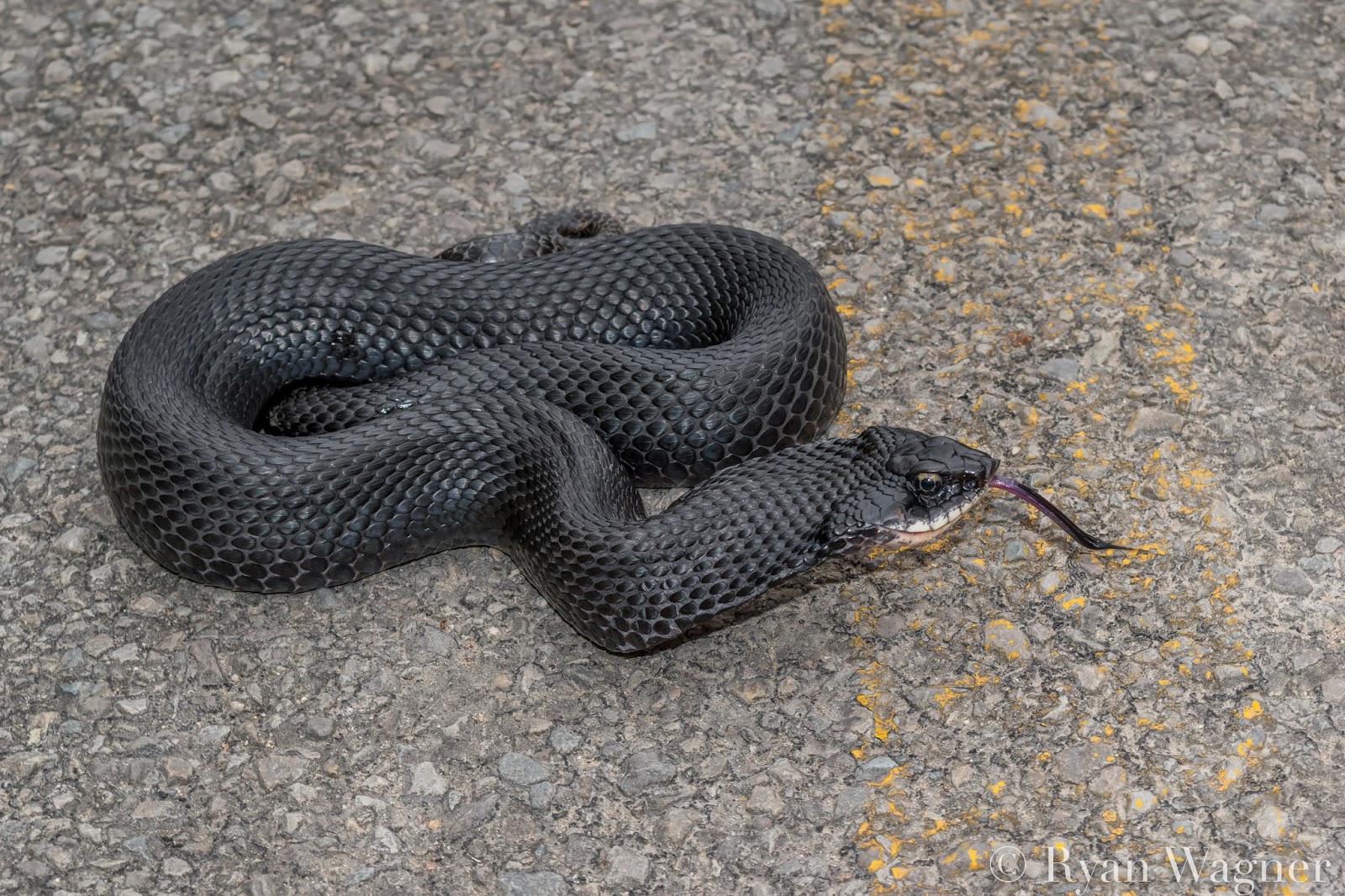 Field Life: No Ordinary Black Snake