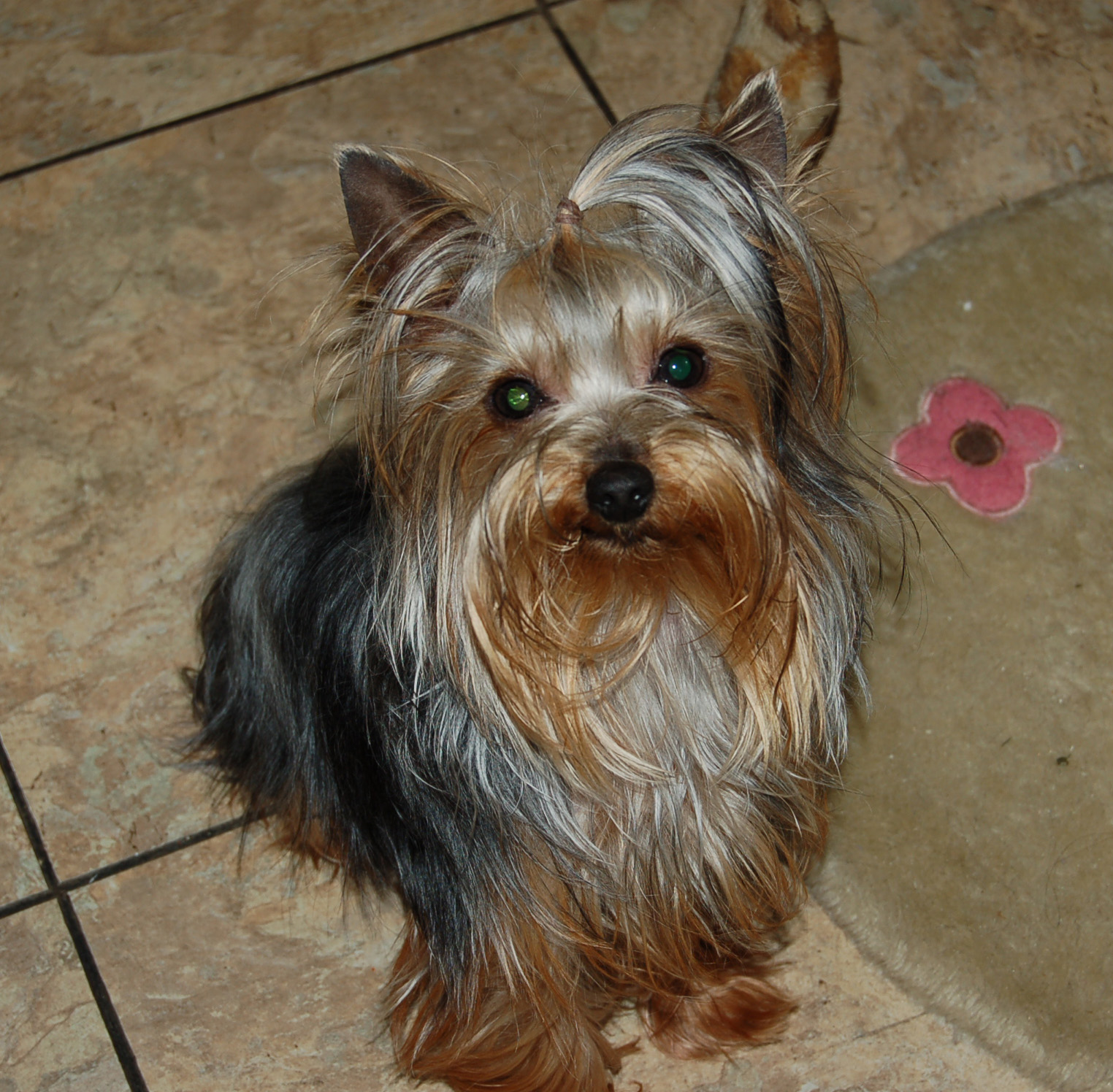 The Heavenly Yorkies: Meet Our Yorkie Family