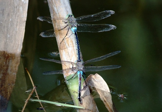 Maltese Nature: The lesser emperor dragonfly