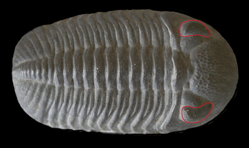 Weekly Science Quiz: The Evolution of Sight