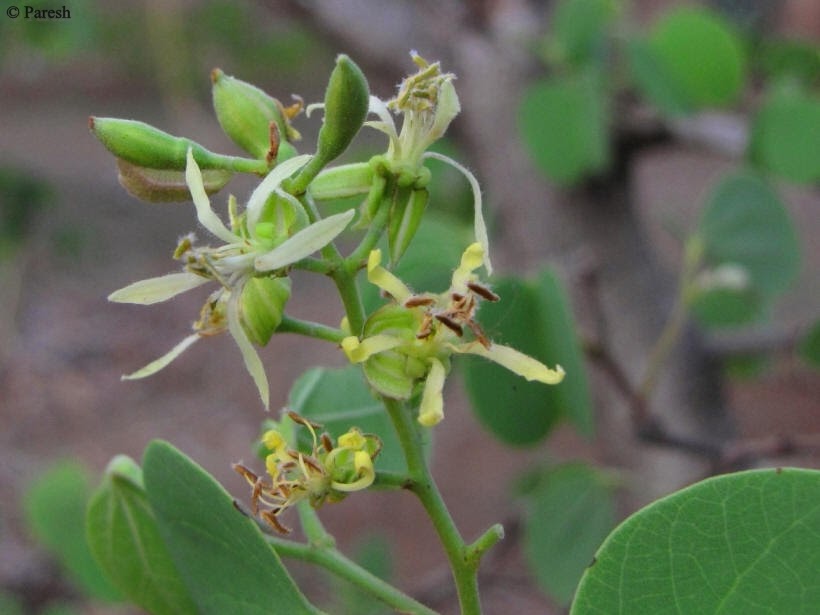 Gifting Trees...: The Real Gold