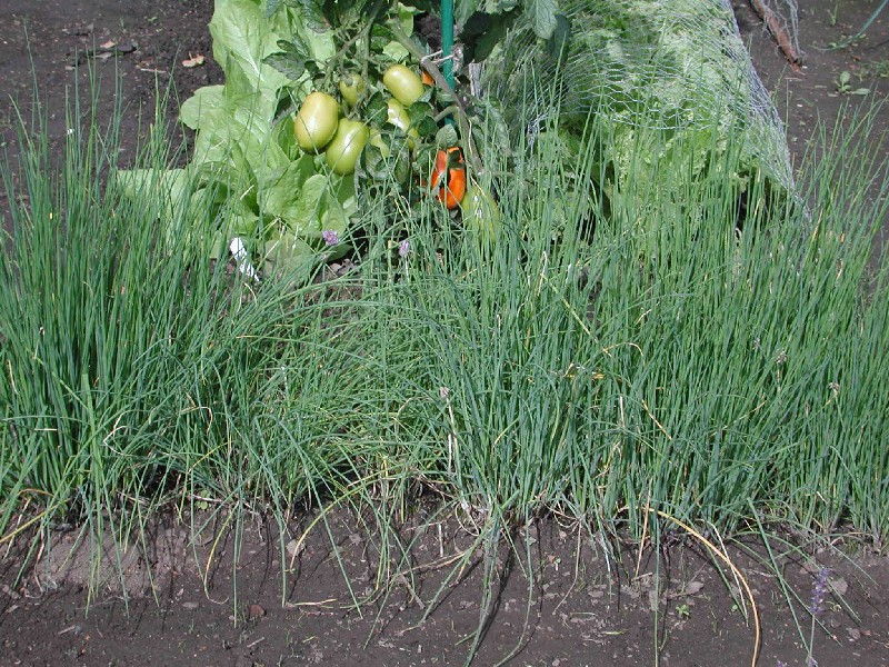 El cuexcomate: ¿Qué es el cebollín?