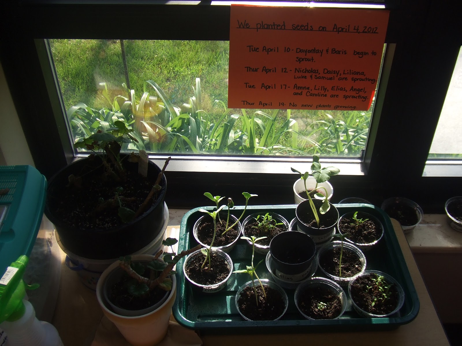 Cachey Mama's World of Learning: 10 Plant Activities for Preschool