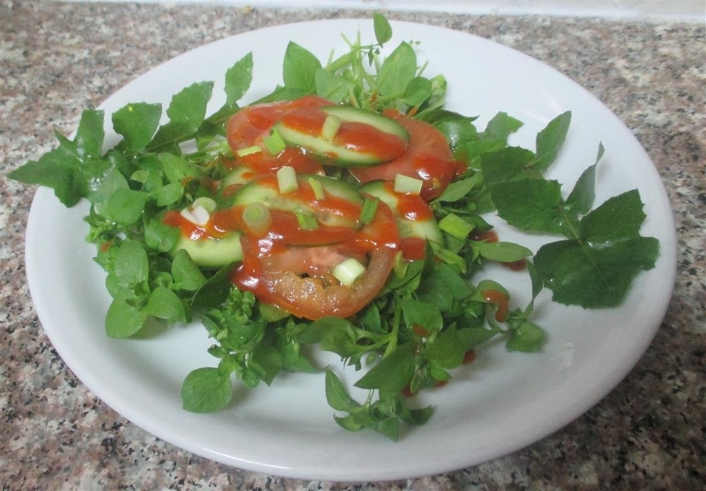 Foraging Sow Thistle- A Versatile Wild Edible | Penniless Parenting