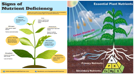 FERTILISERS (MACRO ELEMENTS)