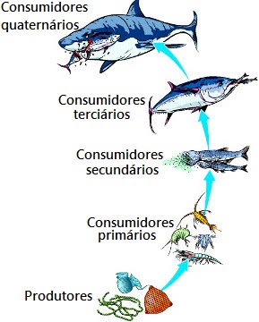 Cadeia alimentar | Biologia: A ciência da vida